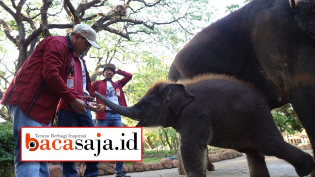 Jadi Kado Spesial HUT ke-108, PDTS KBS Kenalkan Anak Gajah Sumatera “Rocky Balboa” ke Publik