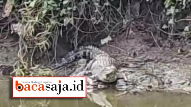 Heboh Buaya Besar dengan Panjang 2,5 Meter Muncul Wonorejo Surabaya, Warga Jadi Resah