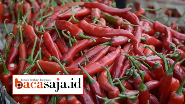 Harga Cabai Merah Naik Lagi Sejak Awal Mei 2024, Satu Kilo Berapa Sekarang? Cek di Sini