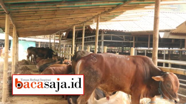 Kementan RI Jamin Ketersediaan Hewan Kurban pada Idul Adha Aman